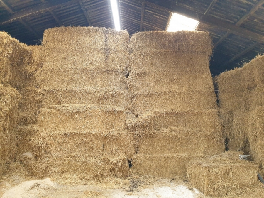 Midi Baller ( 50 stk )